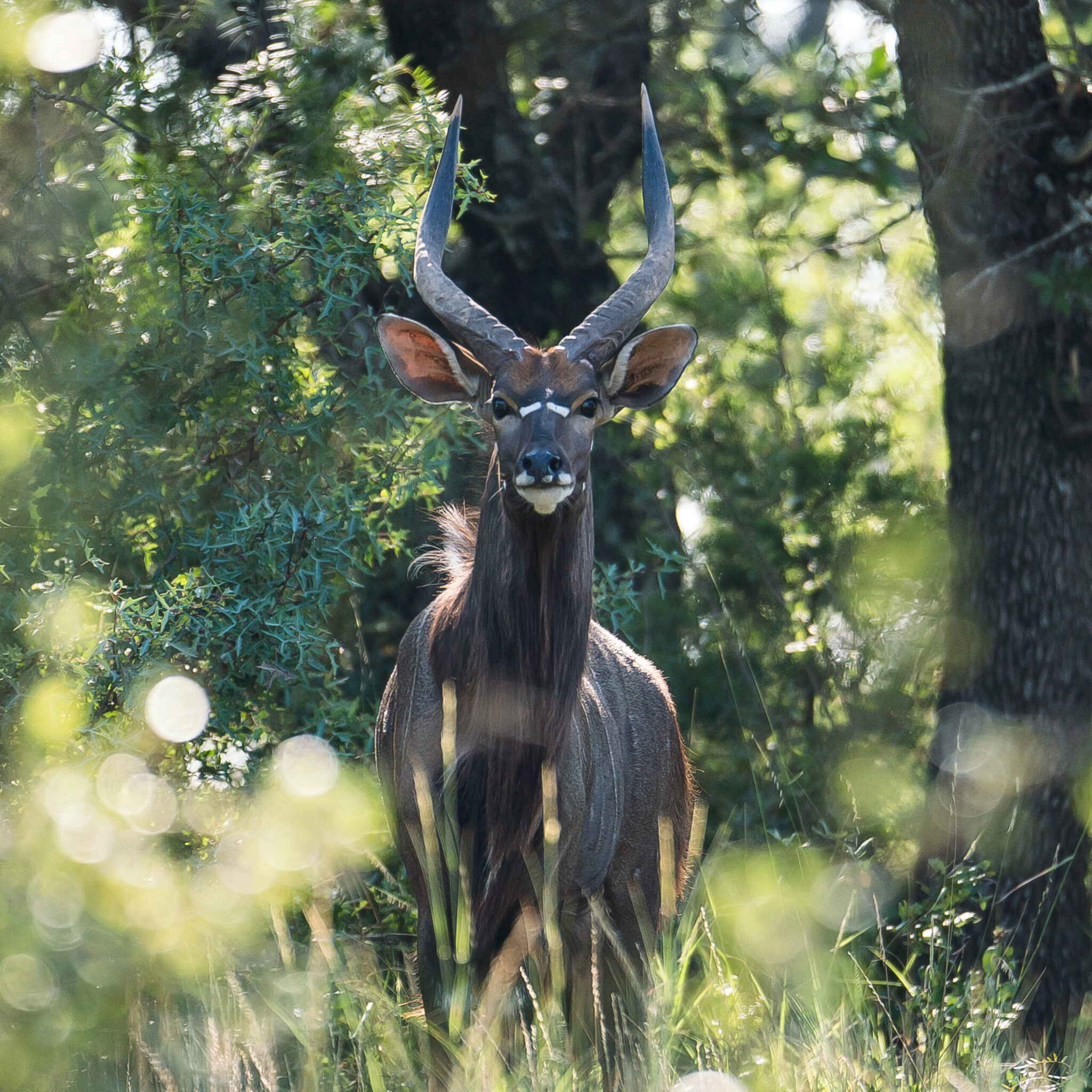Premier Texas Hunting Ranch & Resort | Champion Ranch